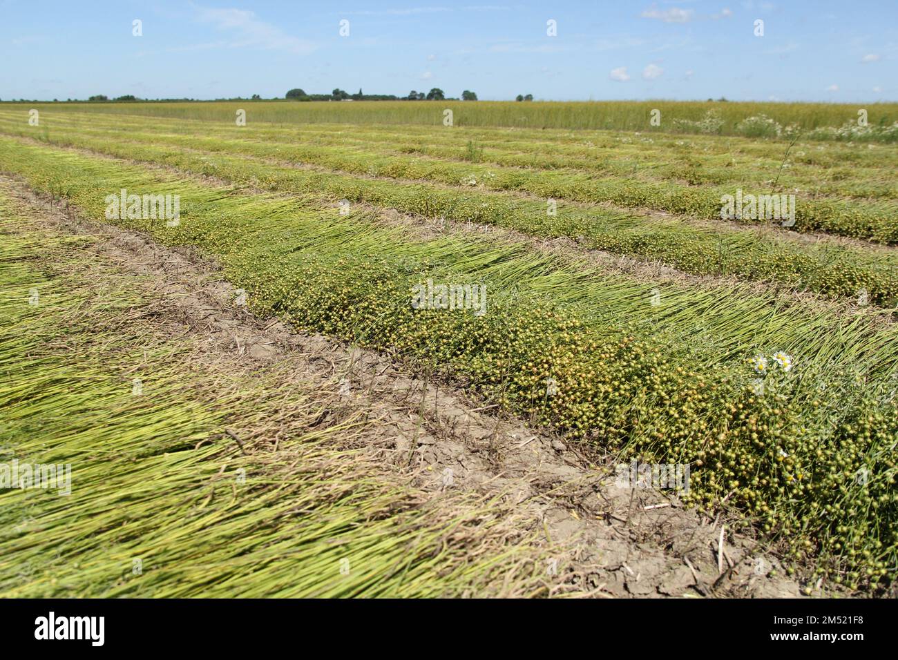 Flax fields hi-res stock photography and images - Alamy