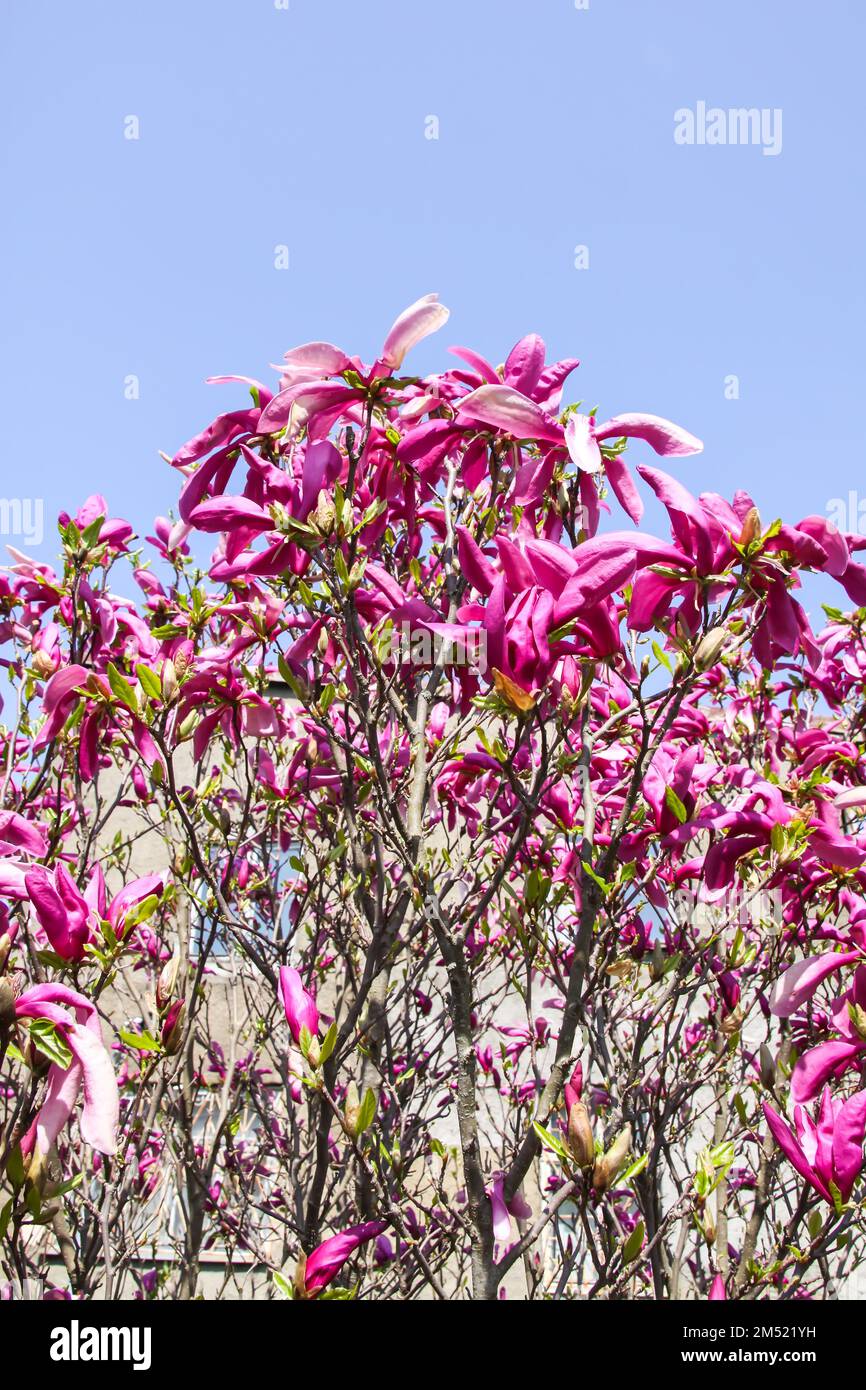 Rhododendron flowers in spring park. Beauty in nature. Beautiful spring ...