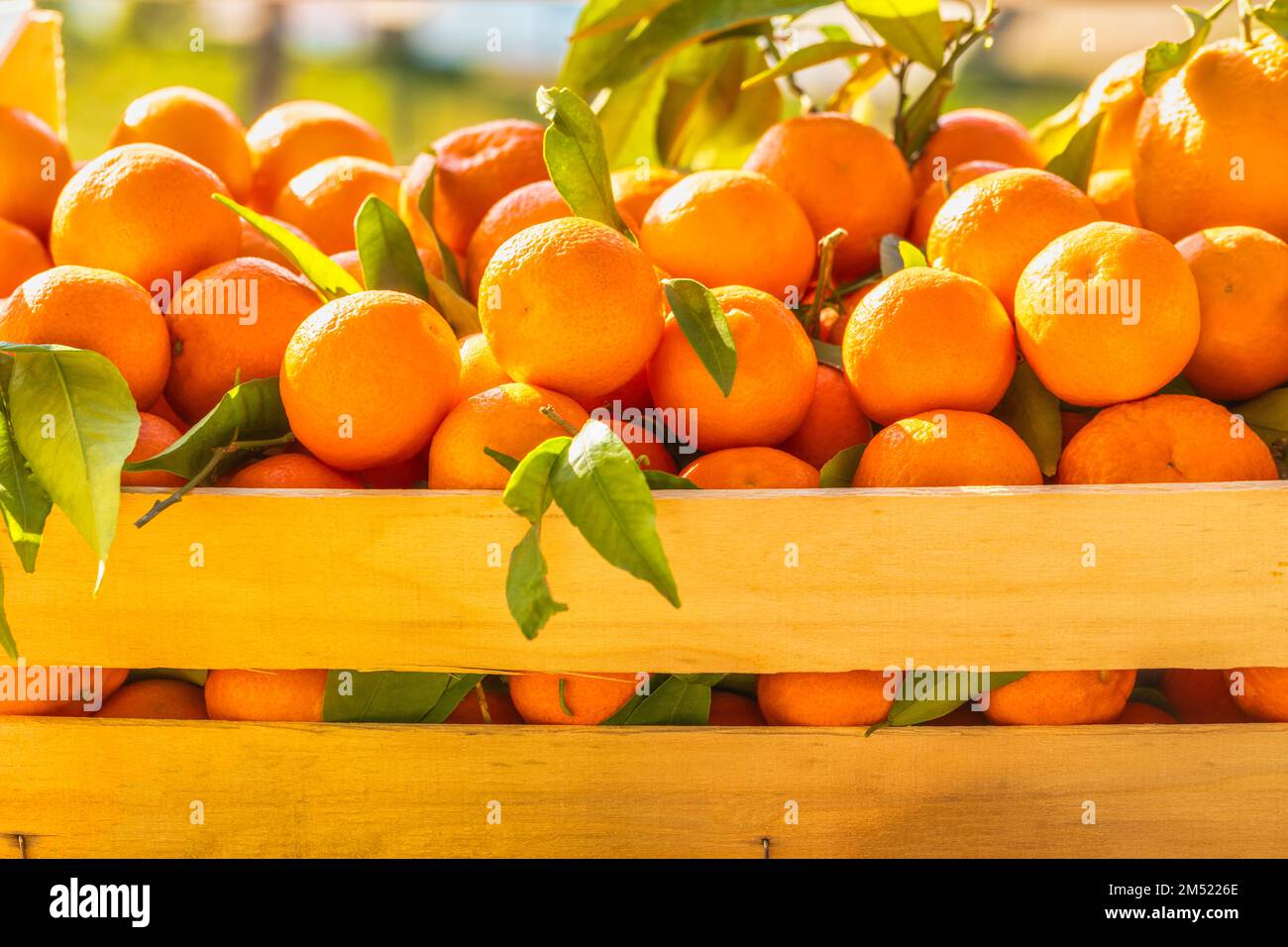Fresh citrus harvest. Box with clementines. Croatian lemons, oranges ...