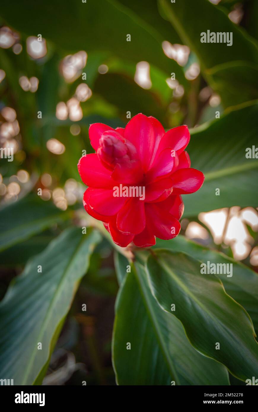 Red flower. Alpinia purpurata Stock Photo - Alamy
