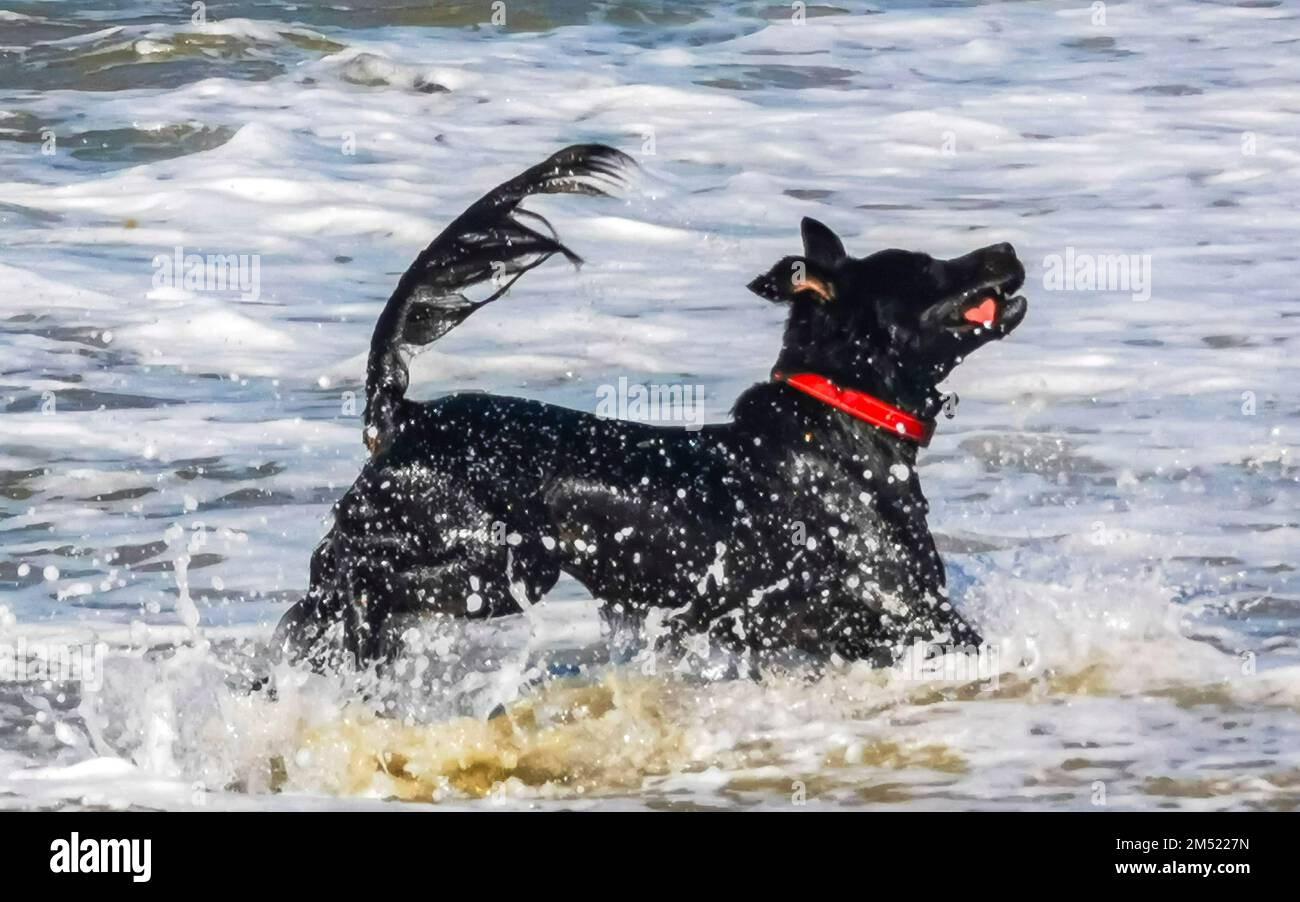 Black dog playing in the water with the waves in Zicatela Beach Puerto ...