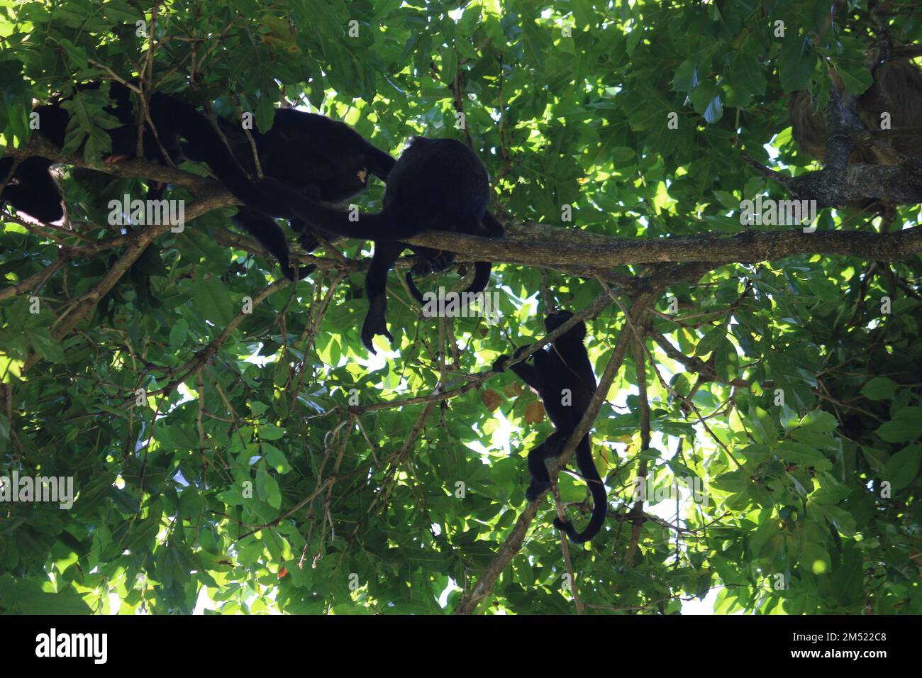 Leafy monkeys hi-res stock photography and images - Alamy