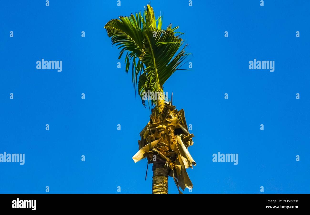 Tropical natural mexican palm tree with coconuts and blue sky ...