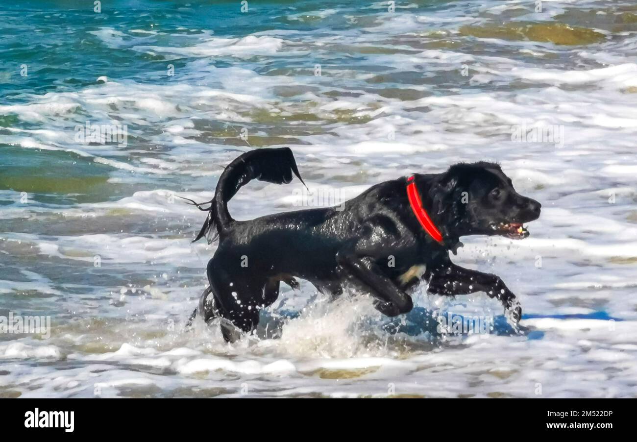 Black dog playing in the water with the waves in Zicatela Beach Puerto ...