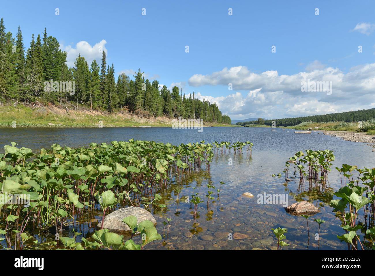 Summer in the Yugyd Va National Park. Komi Virgin Forests is a UNESCO ...