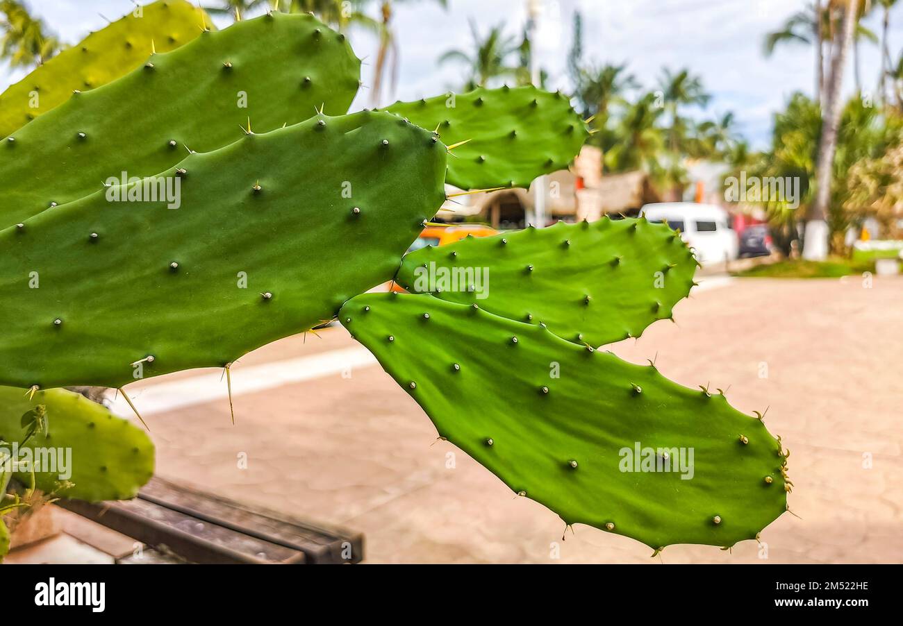 Tropical mexican cacti cactus jungle plants trees and natural forest ...