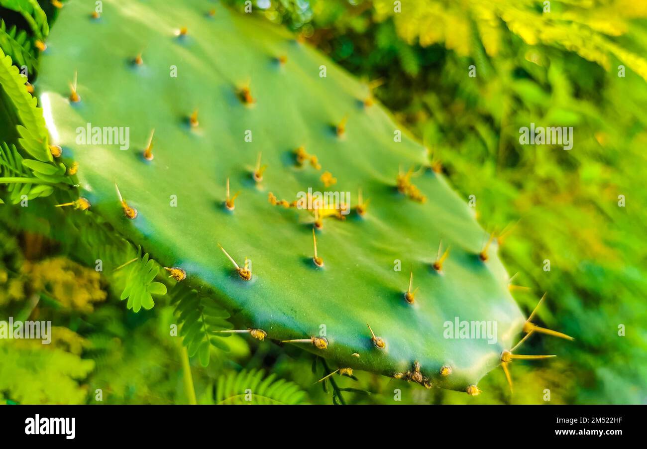 Tropical mexican cacti cactus jungle plants trees and natural forest ...