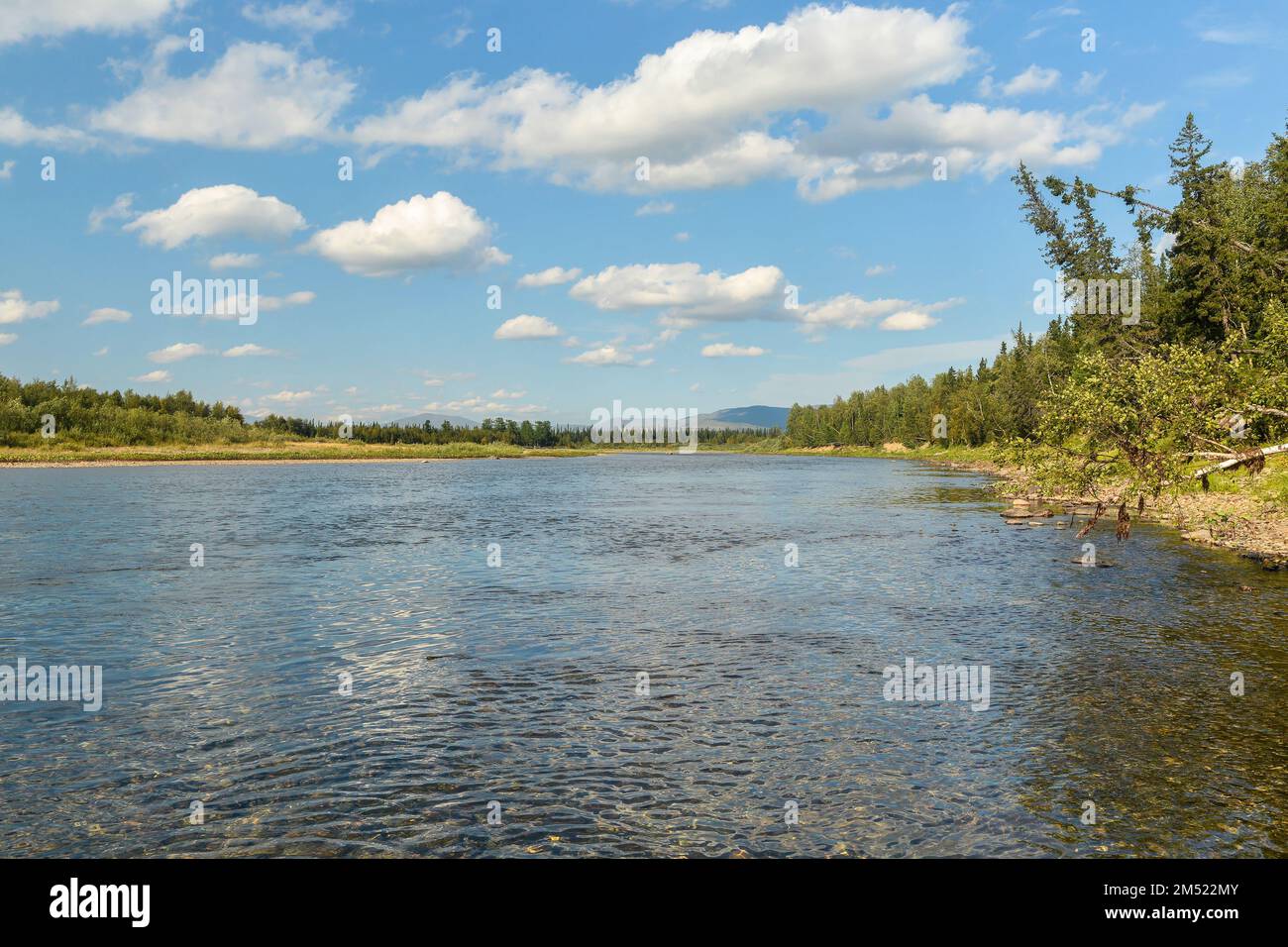 Summer in the Yugyd Va National Park. Komi Virgin Forests is a UNESCO ...