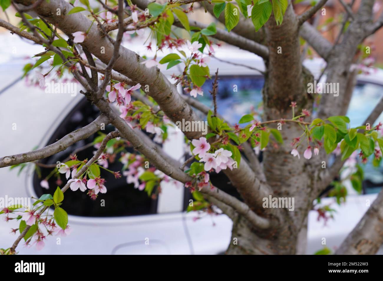 The beautiful pink cherry blossom flowers growing on a tree next to a ...