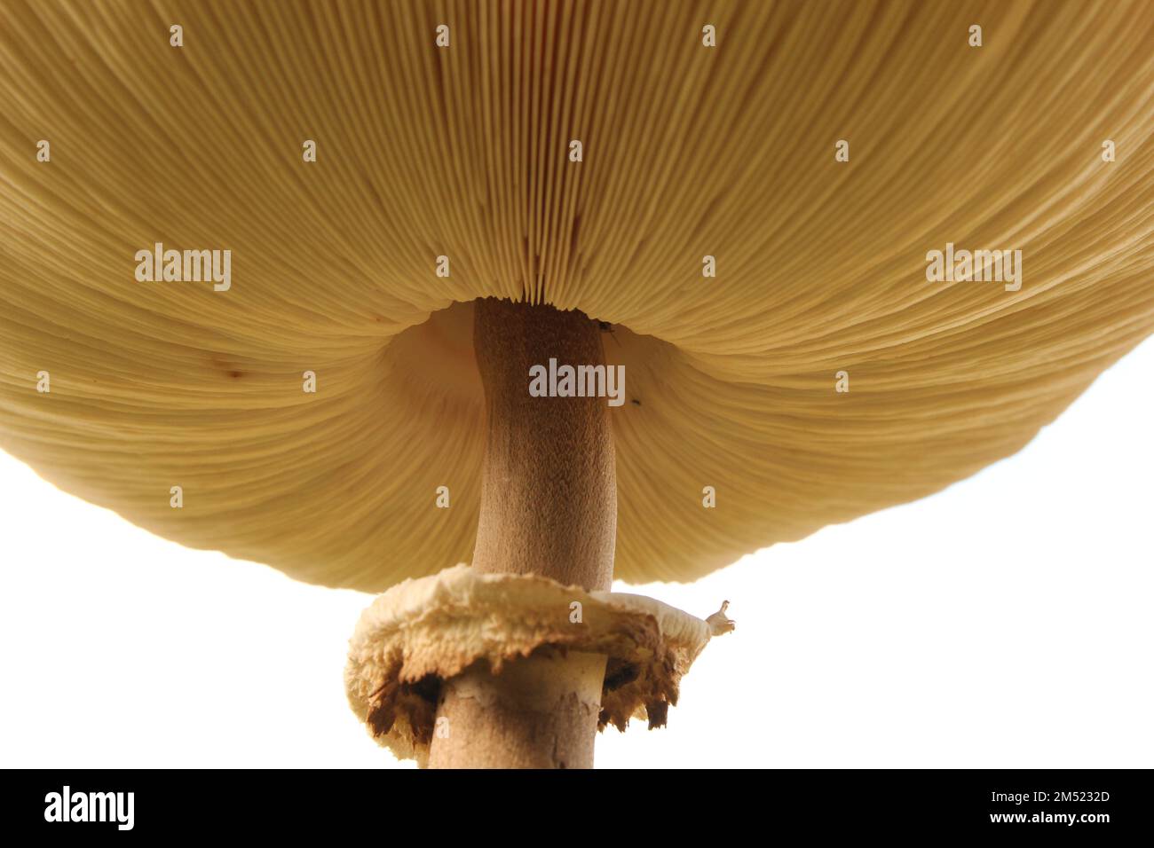 the underside of the cap of a big parasol mushroom with lamellae Stock ...