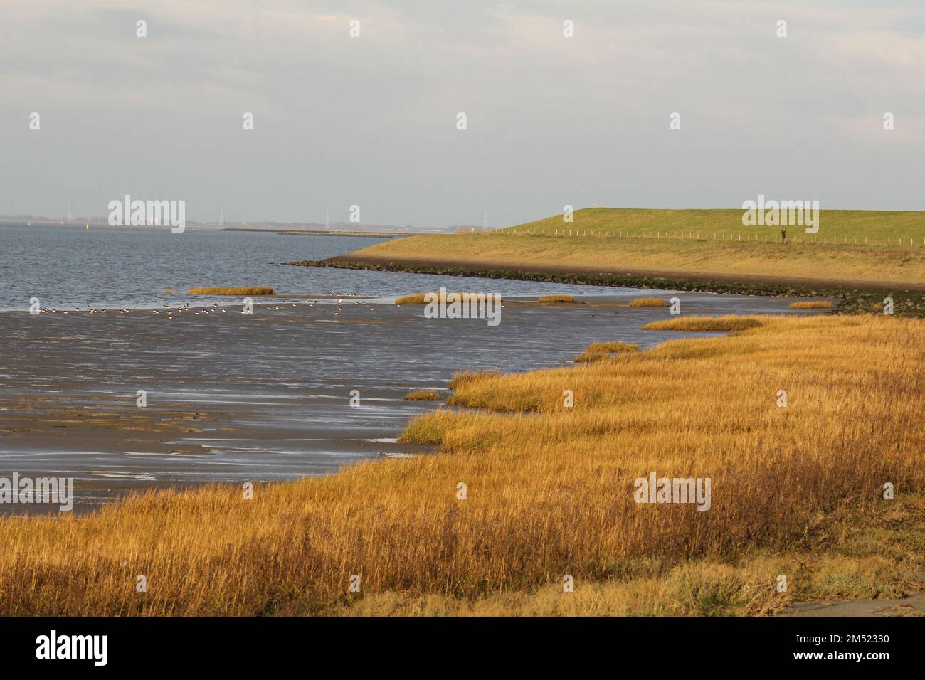 a mudflat and marsh with low tide at the westerschelde sea in front of ...