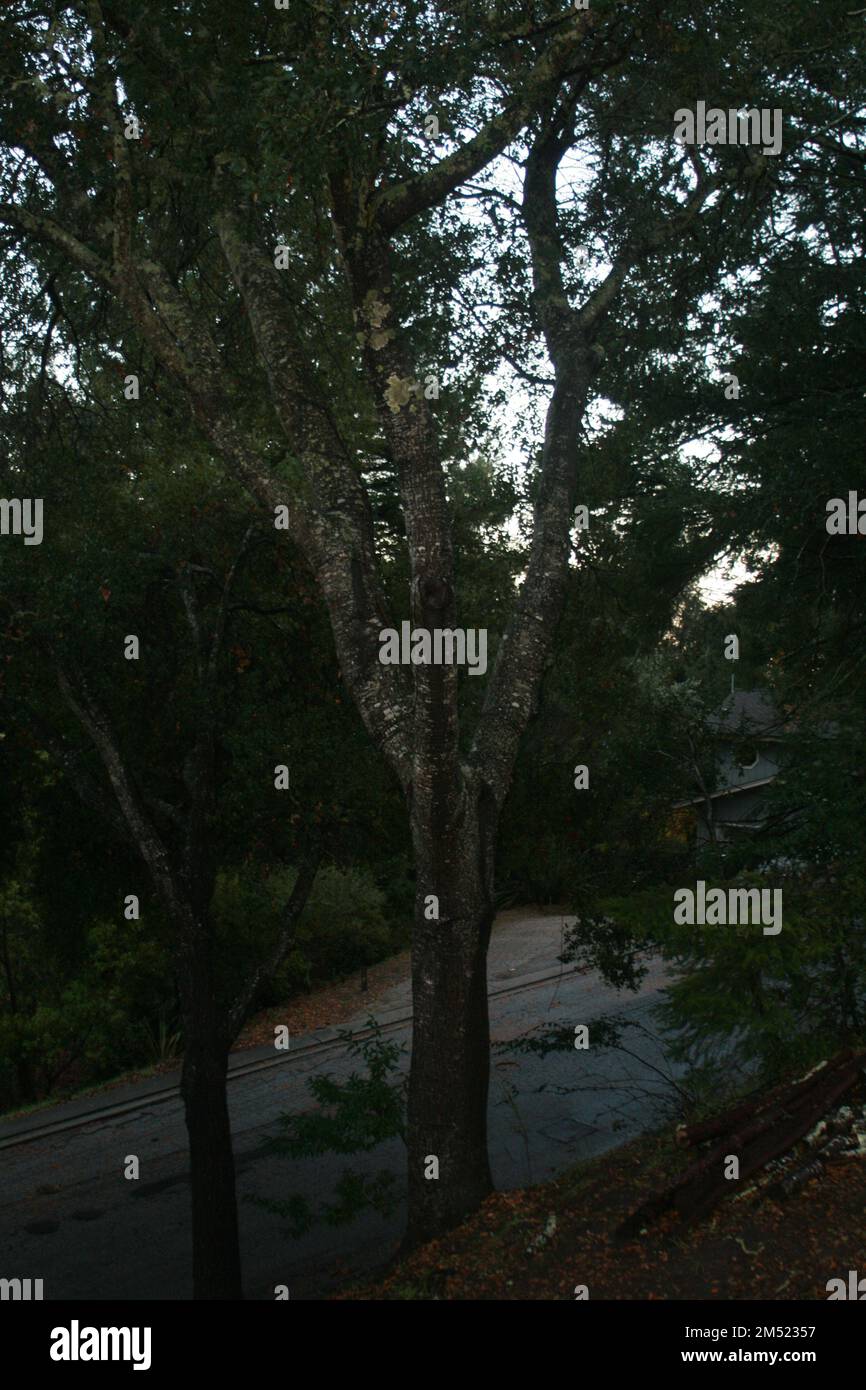 Tripod tree hi-res stock photography and images - Alamy