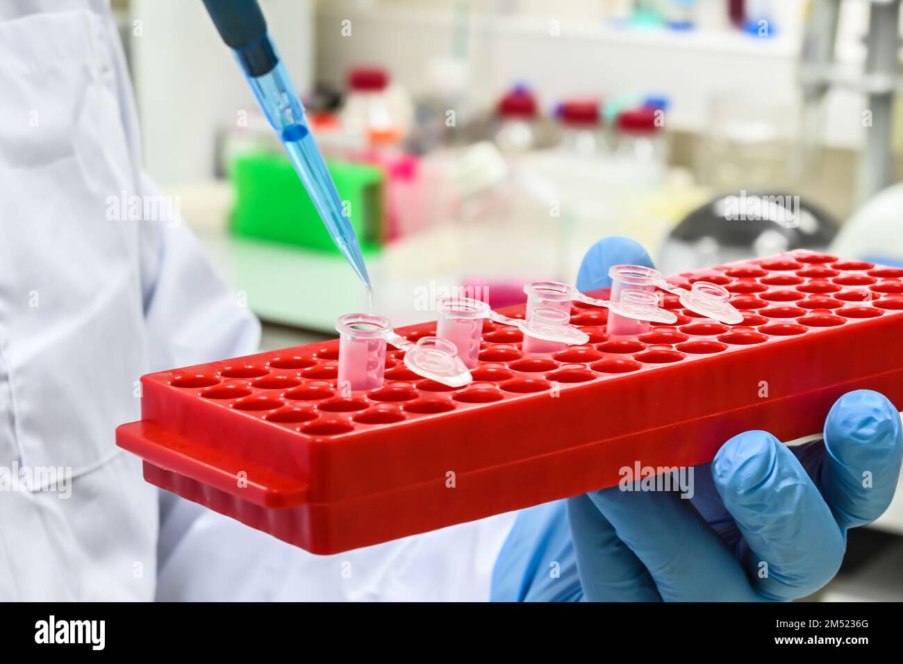 In the biology lab. Manipulations with samples during the study Stock ...