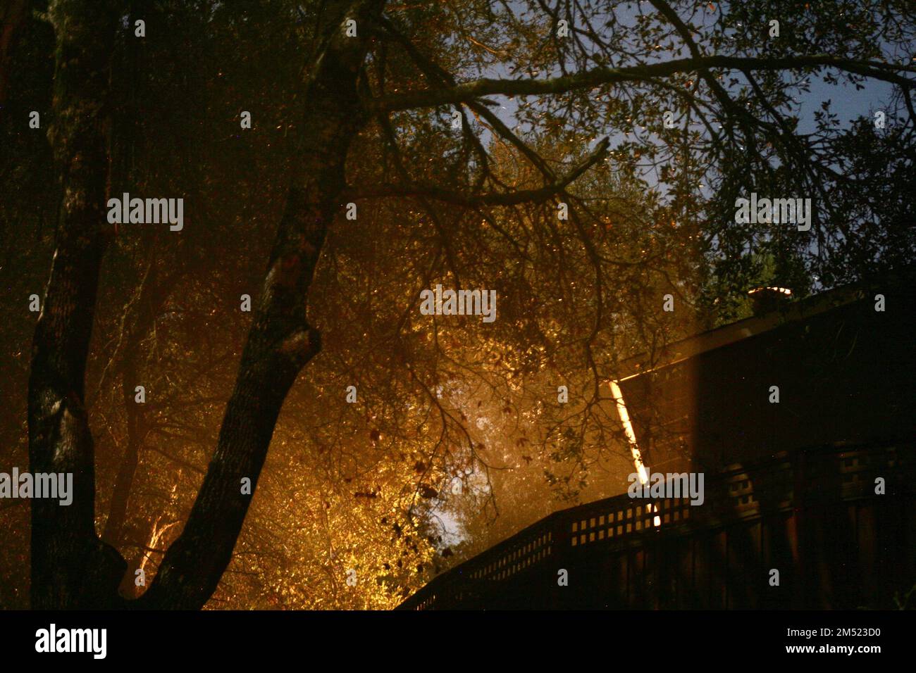 Lights and Trees at Night Stock Photo - Alamy