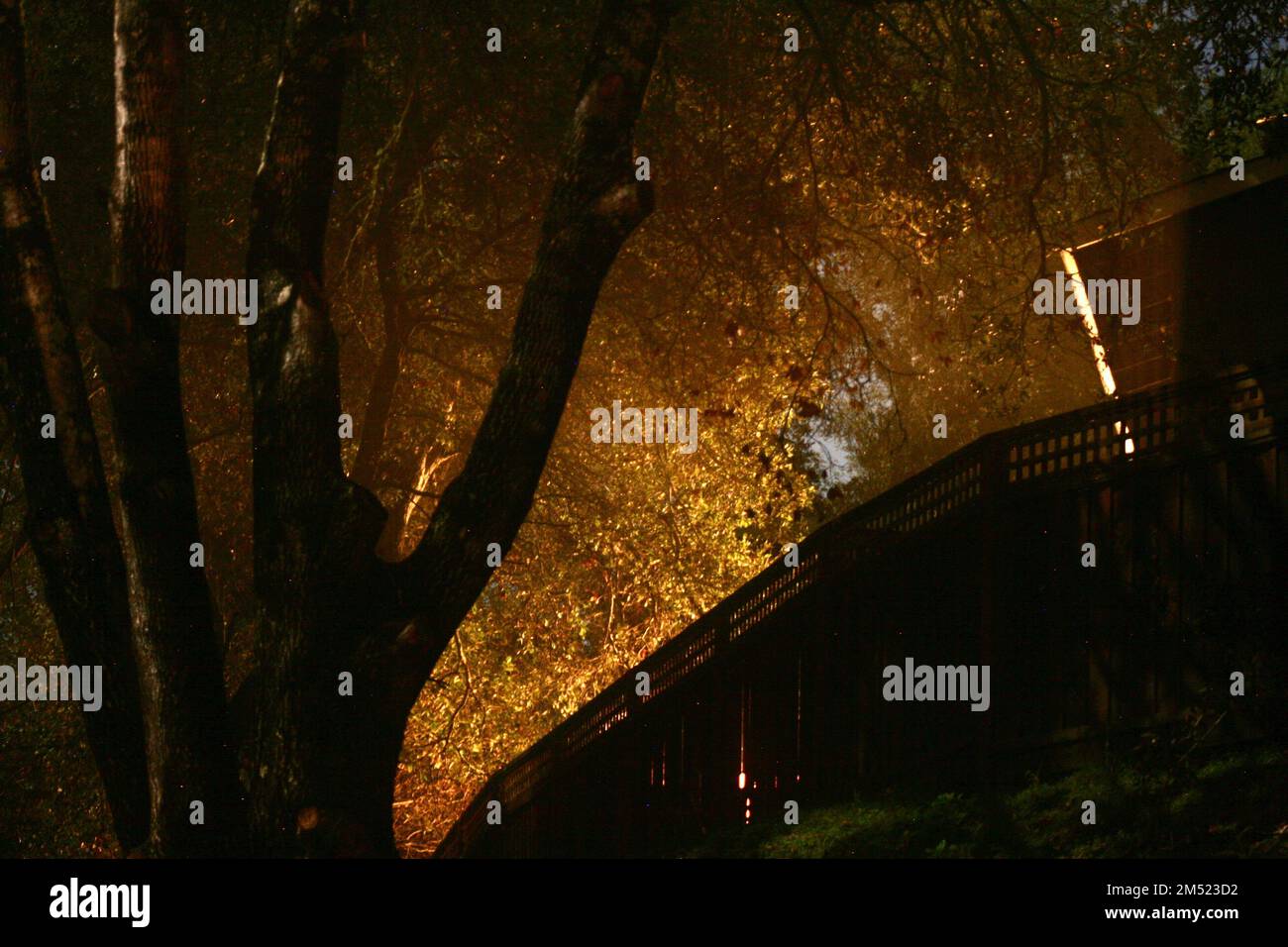 Lights and Trees at Night Stock Photo - Alamy