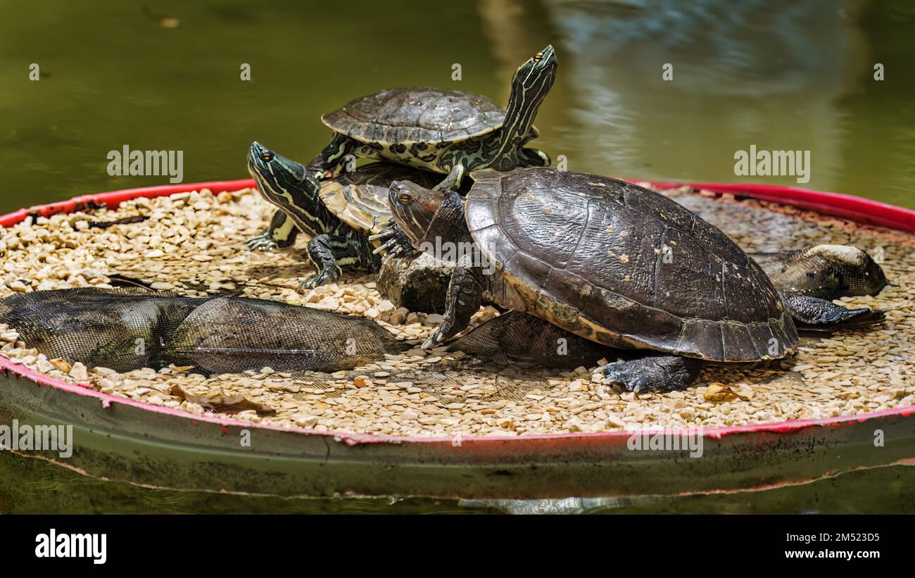 Trachemys scripta tortuga hi-res stock photography and images - Alamy