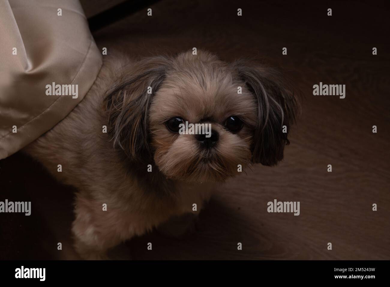 photo of a shih tzu dog standing on the floor and looking at the camera ...