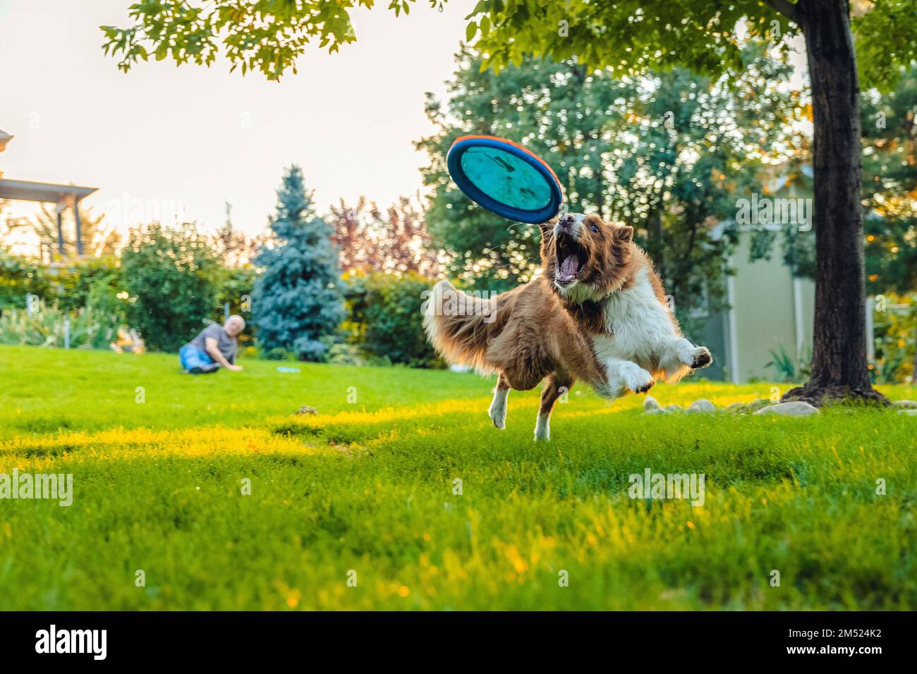A cute Australian Shepherd dog playing in a yard Stock Photo - Alamy