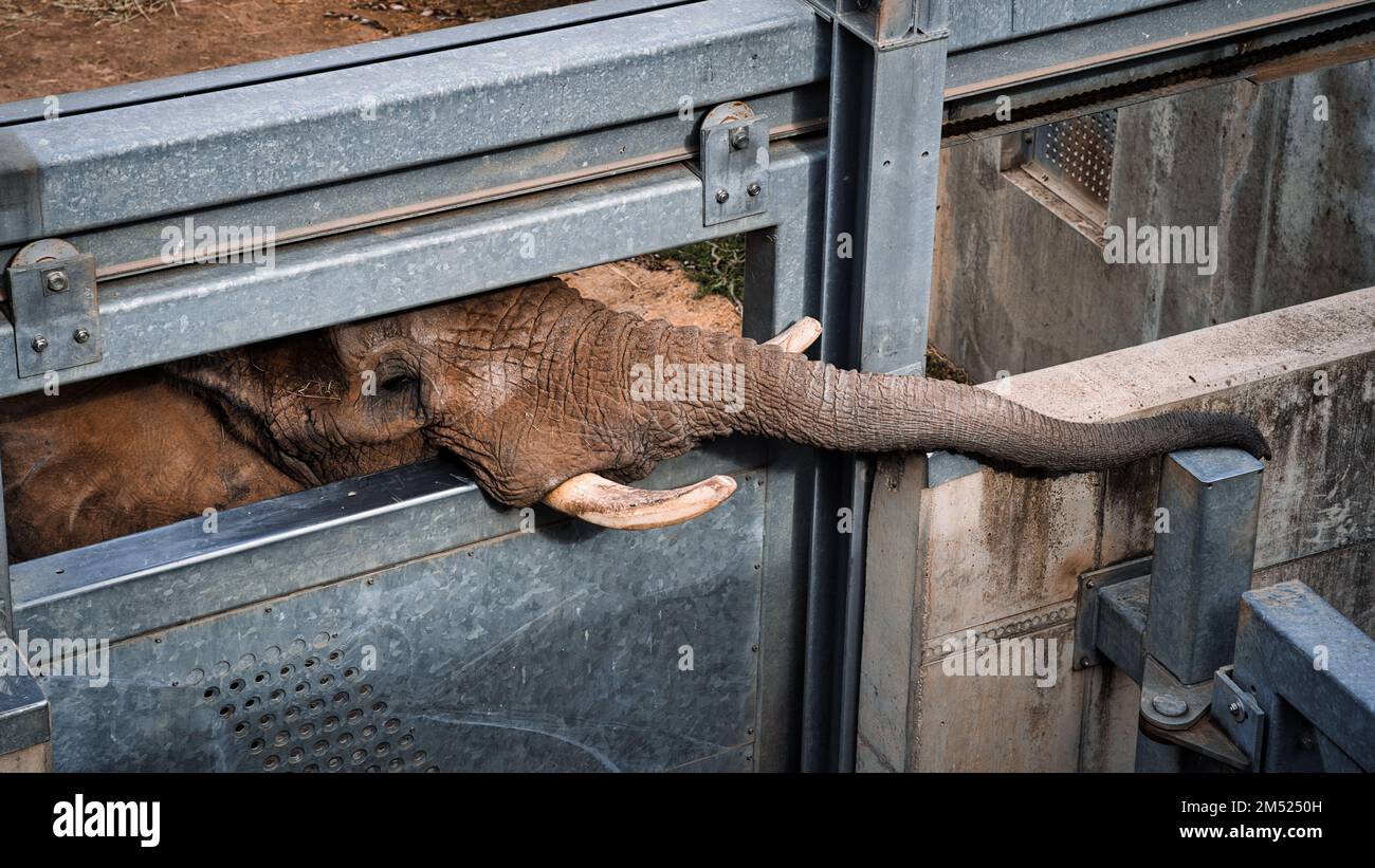 Elephant in a cage hi-res stock photography and images - Alamy