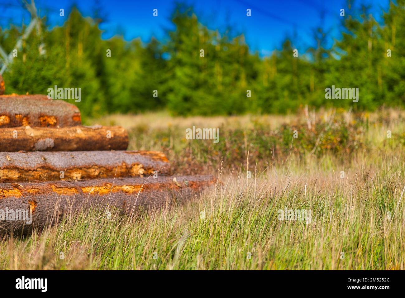 A stack of cut trees with the green trees of the Thuringian Forest in ...