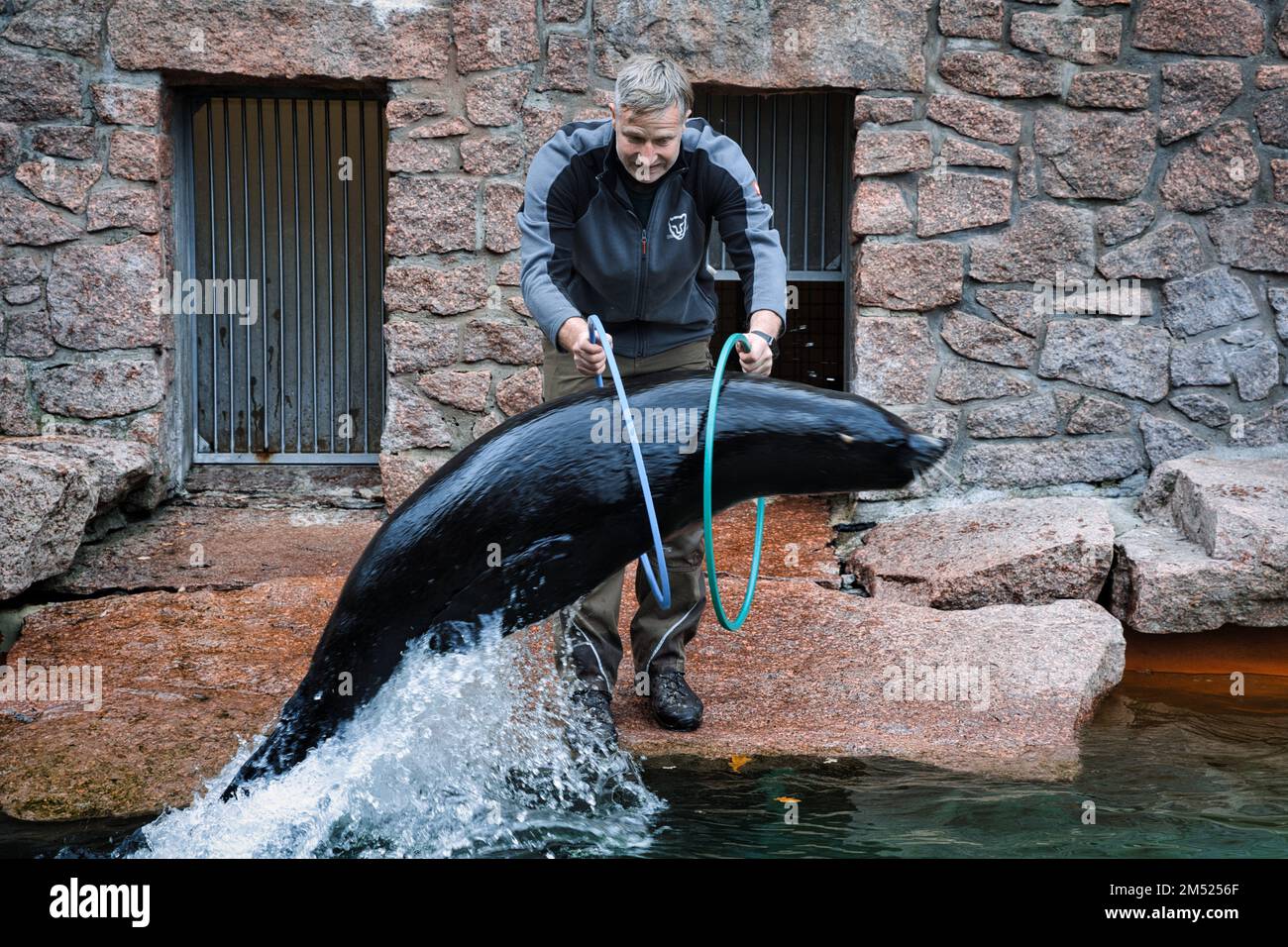 The zoo worker helping the black seal jump through hula hoops during ...