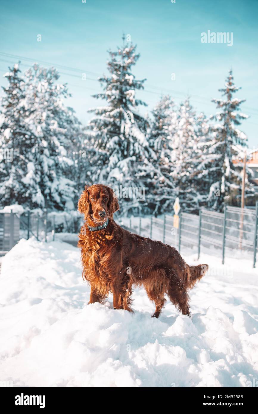 Active happy dog Irish Setter playing in the snow on the nature near ...