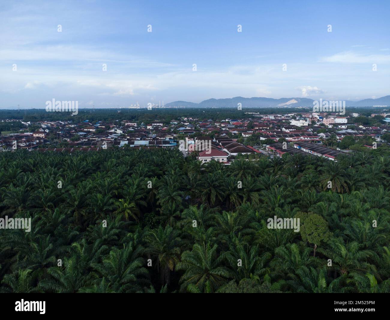 aerial morning suburb sky scene where it is surrounded with oil palm ...