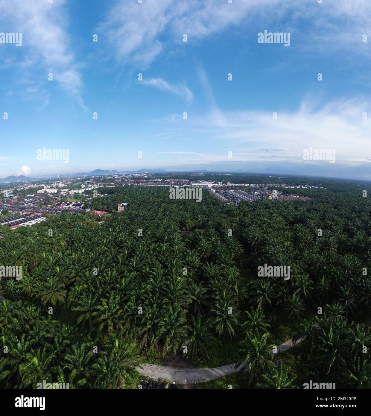 aerial morning suburb sky scene where it is surrounded with oil palm ...