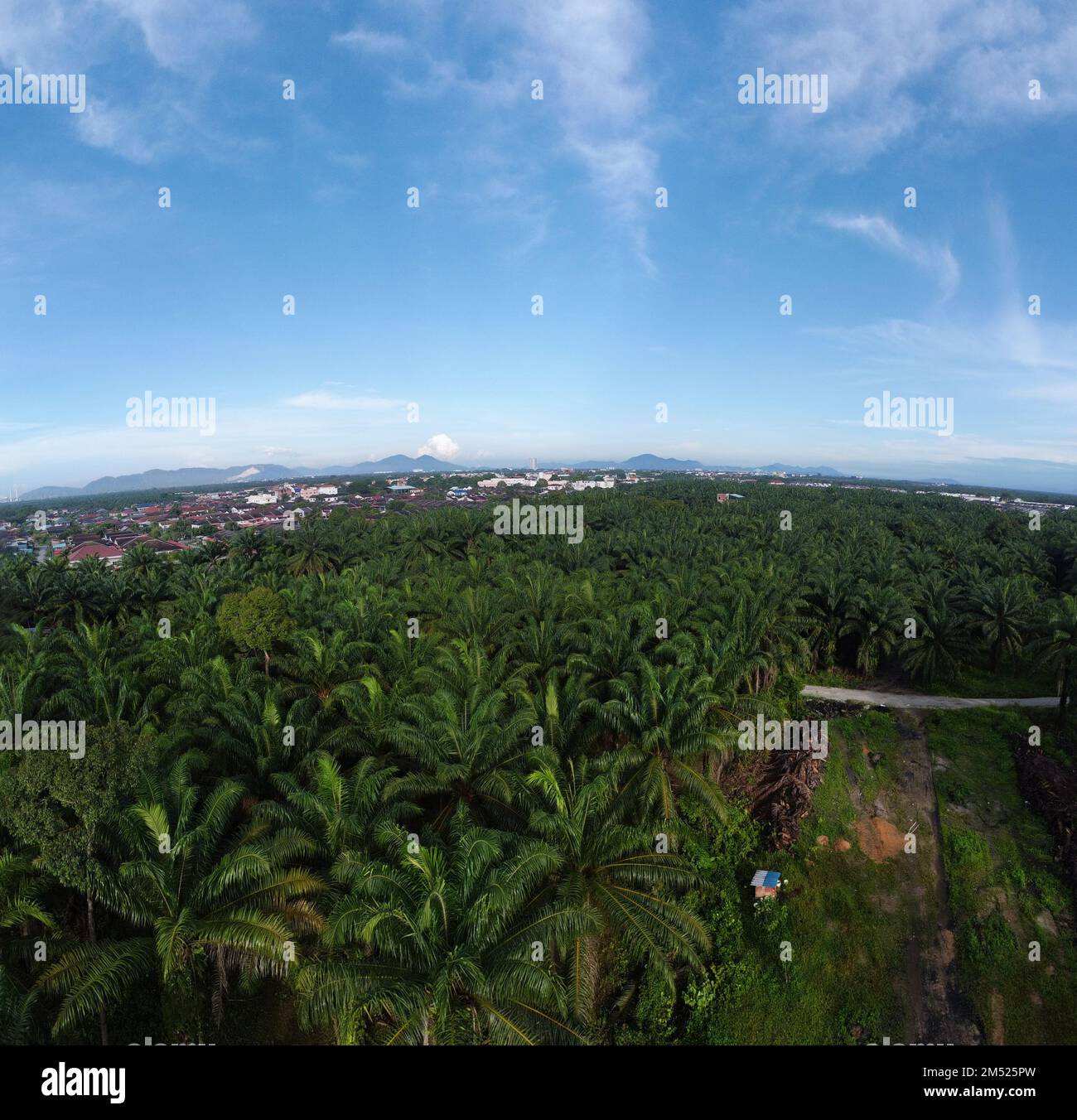 aerial morning suburb sky scene where it is surrounded with oil palm ...