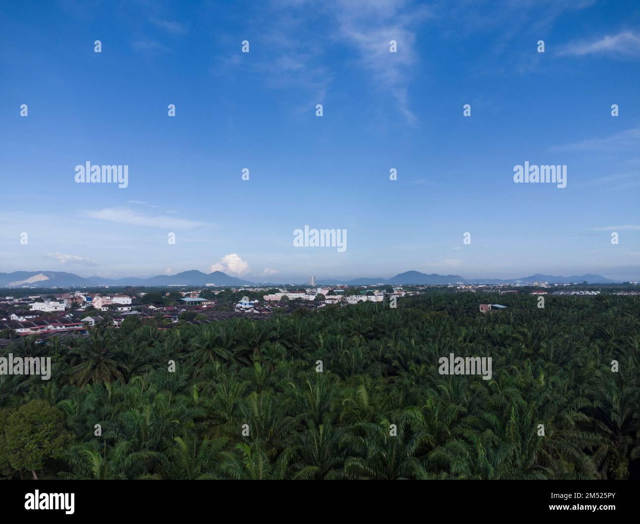 aerial morning suburb sky scene where it is surrounded with oil palm ...