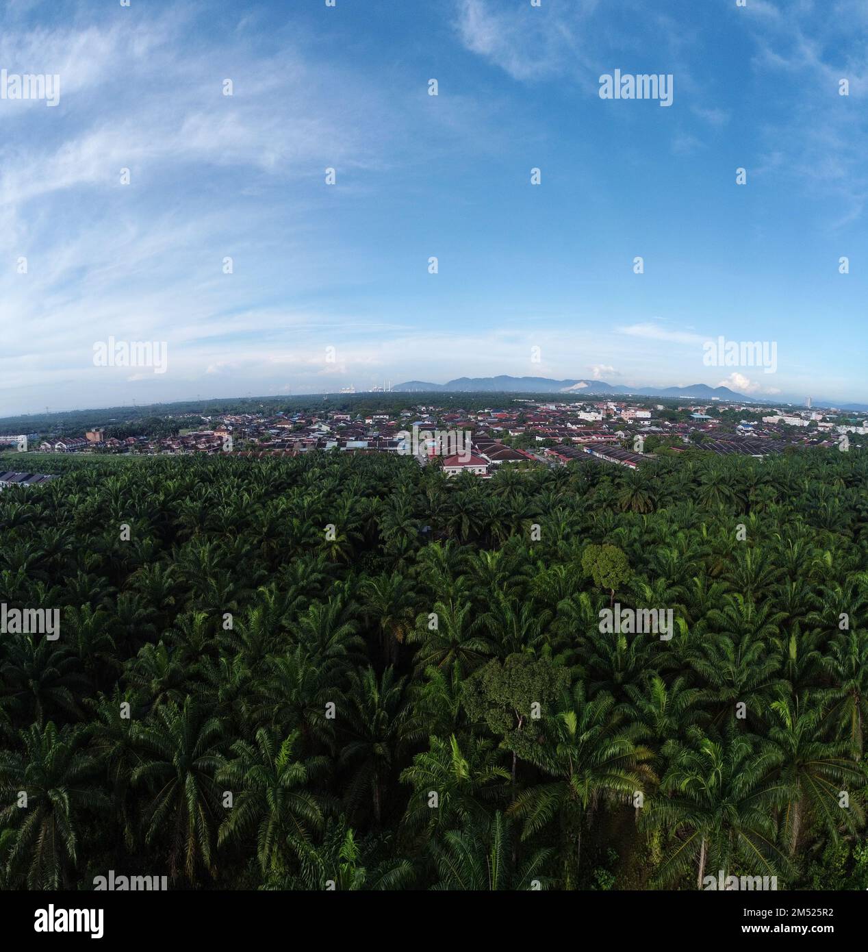aerial morning suburb sky scene where it is surrounded with oil palm ...