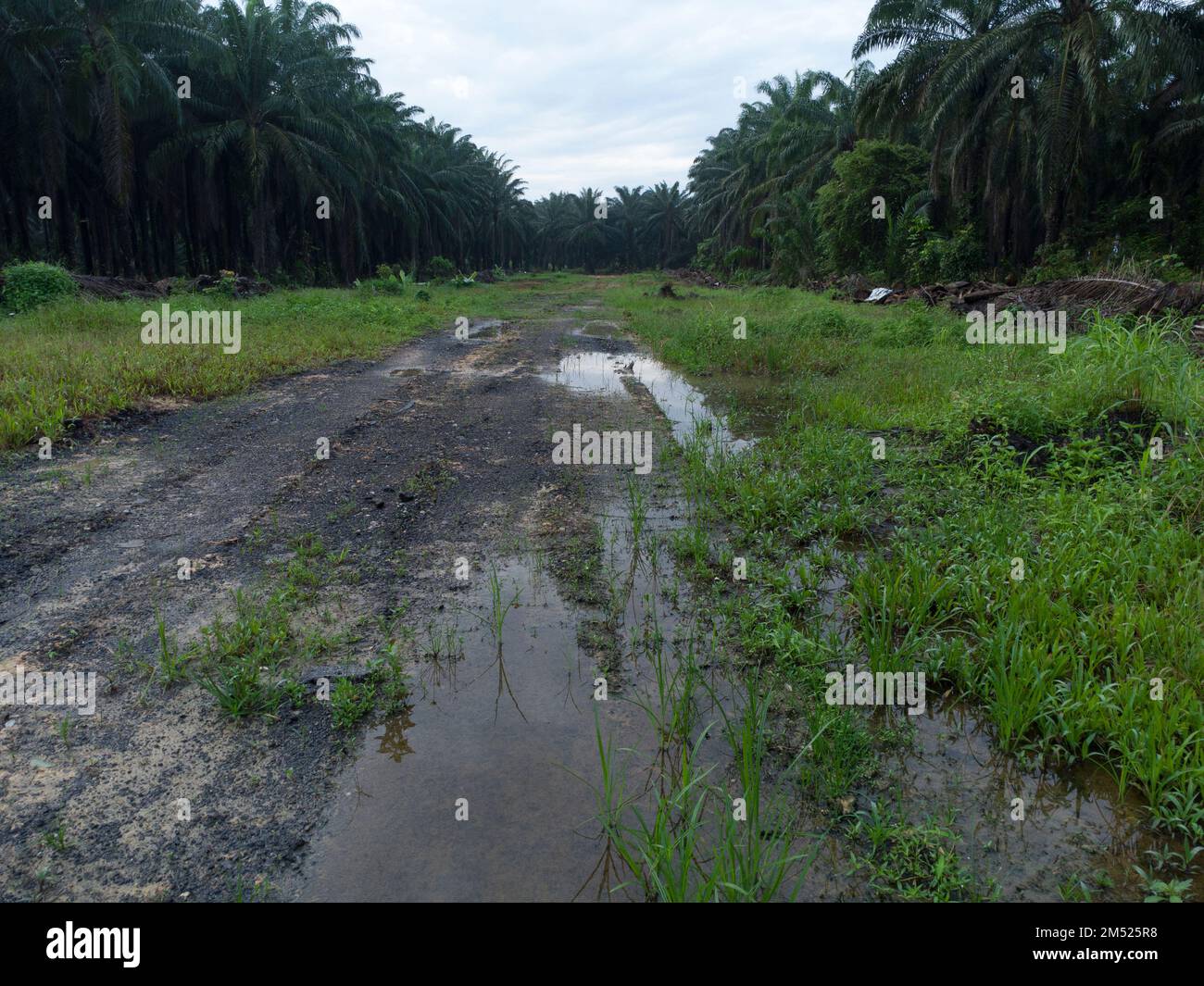 aerial scene of the vacant agriculture land fulls of puddle Stock Photo ...