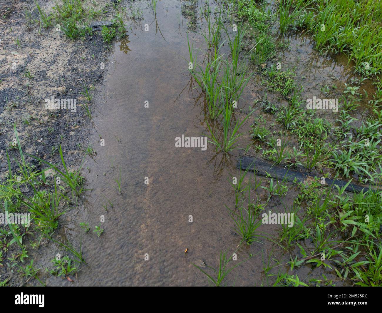 aerial scene of the vacant agriculture land fulls of puddle Stock Photo ...