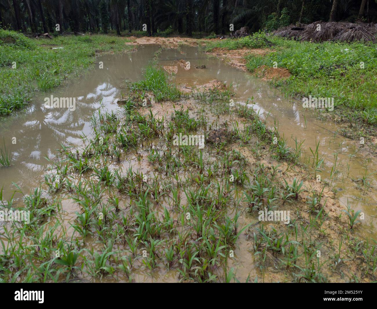 aerial scene of the vacant agriculture land fulls of puddle Stock Photo ...