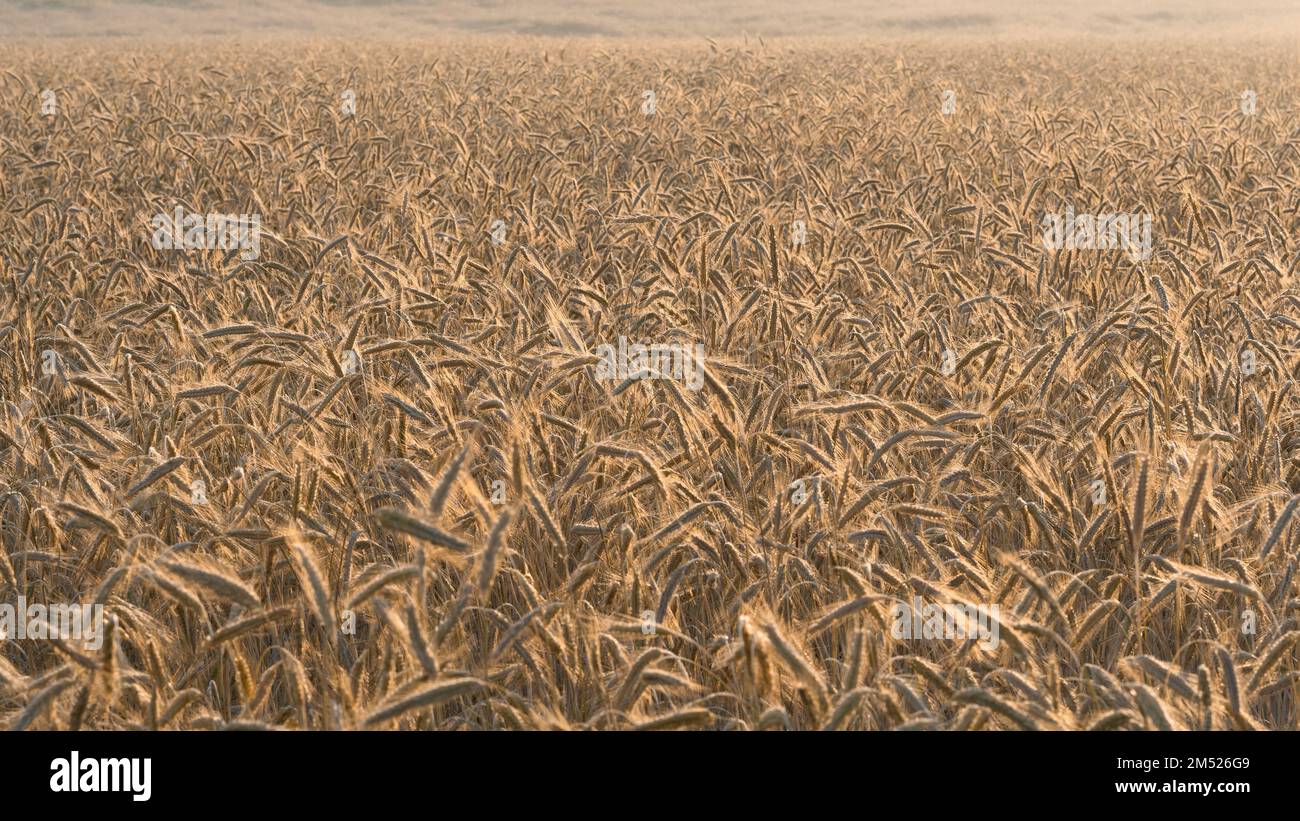 Wheat field food harvest hi-res stock photography and images - Alamy
