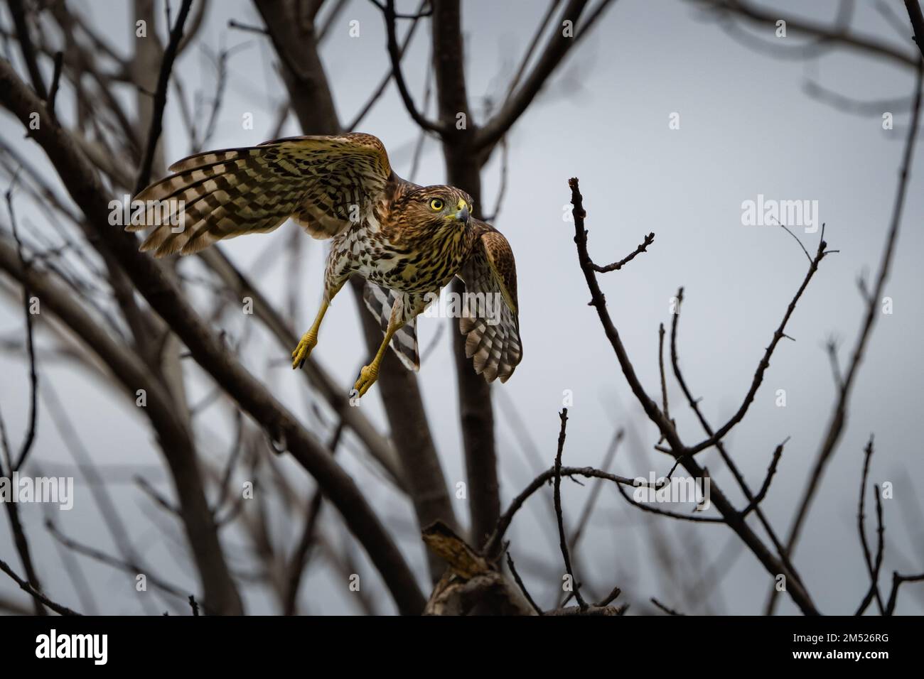A Juvenile Cooper's Hawk leaps into the air on a cloudy day in ...