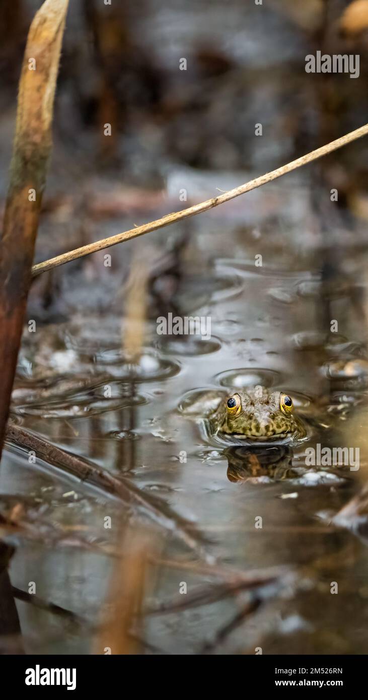 A vertical shot of a frog in a California marsh on a cloudy day just ...