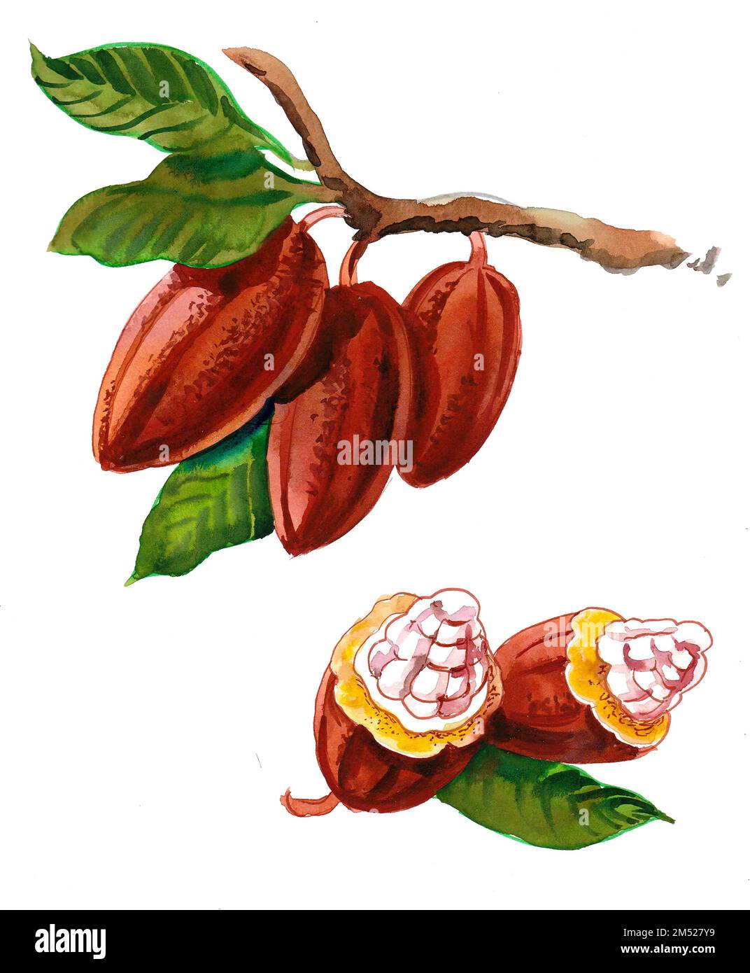 Cacao tree Cut Out Stock Images & Pictures - Alamy