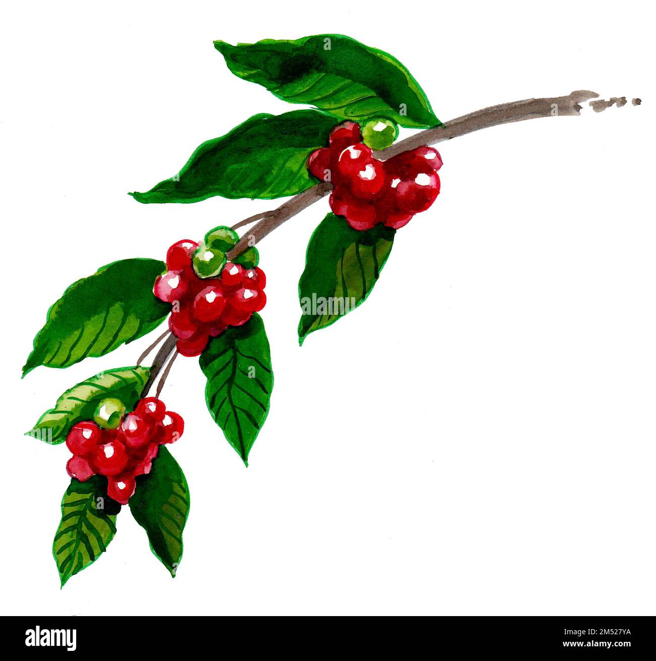 Coffee tree branch. Ink and watercolor drawing Stock Photo - Alamy