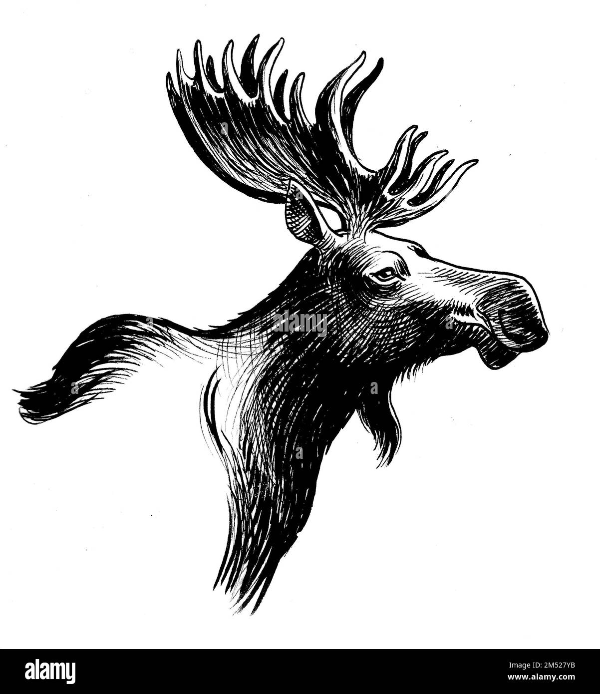 Angry Moose Head Drawing