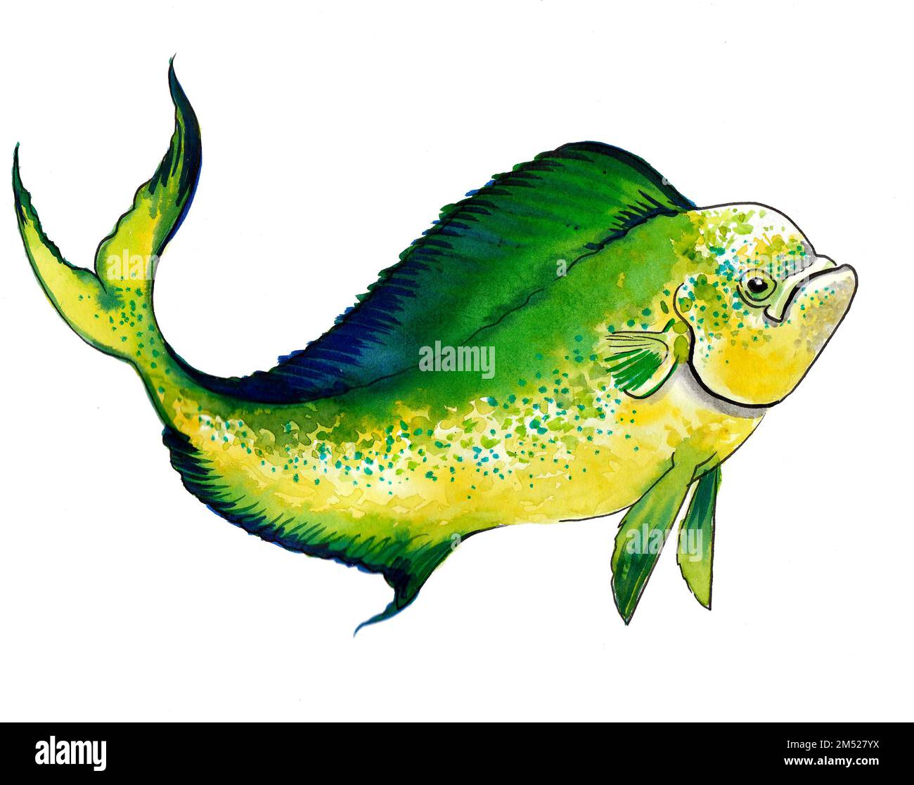 Tropical sea fish. Ink and watercolor drawing Stock Photo - Alamy