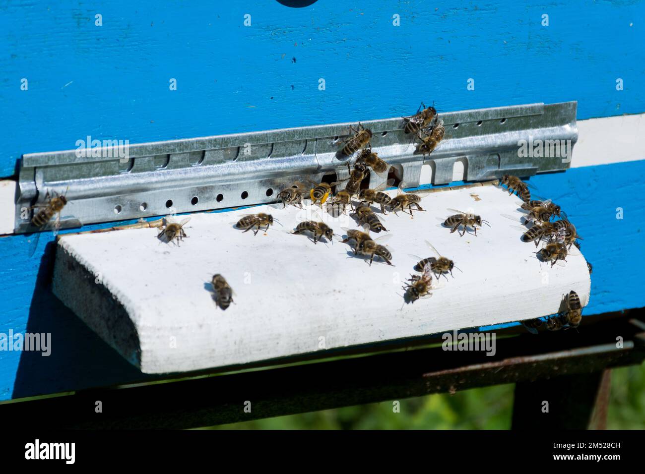 Bees rest on a board of their hive, protected by a metal gate that ...