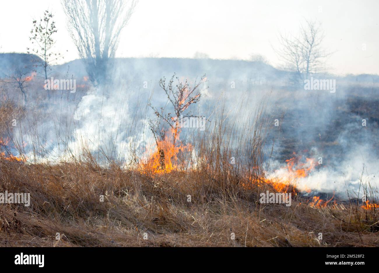 Dry grass burning on field during day close-up. Burning dry grass in ...