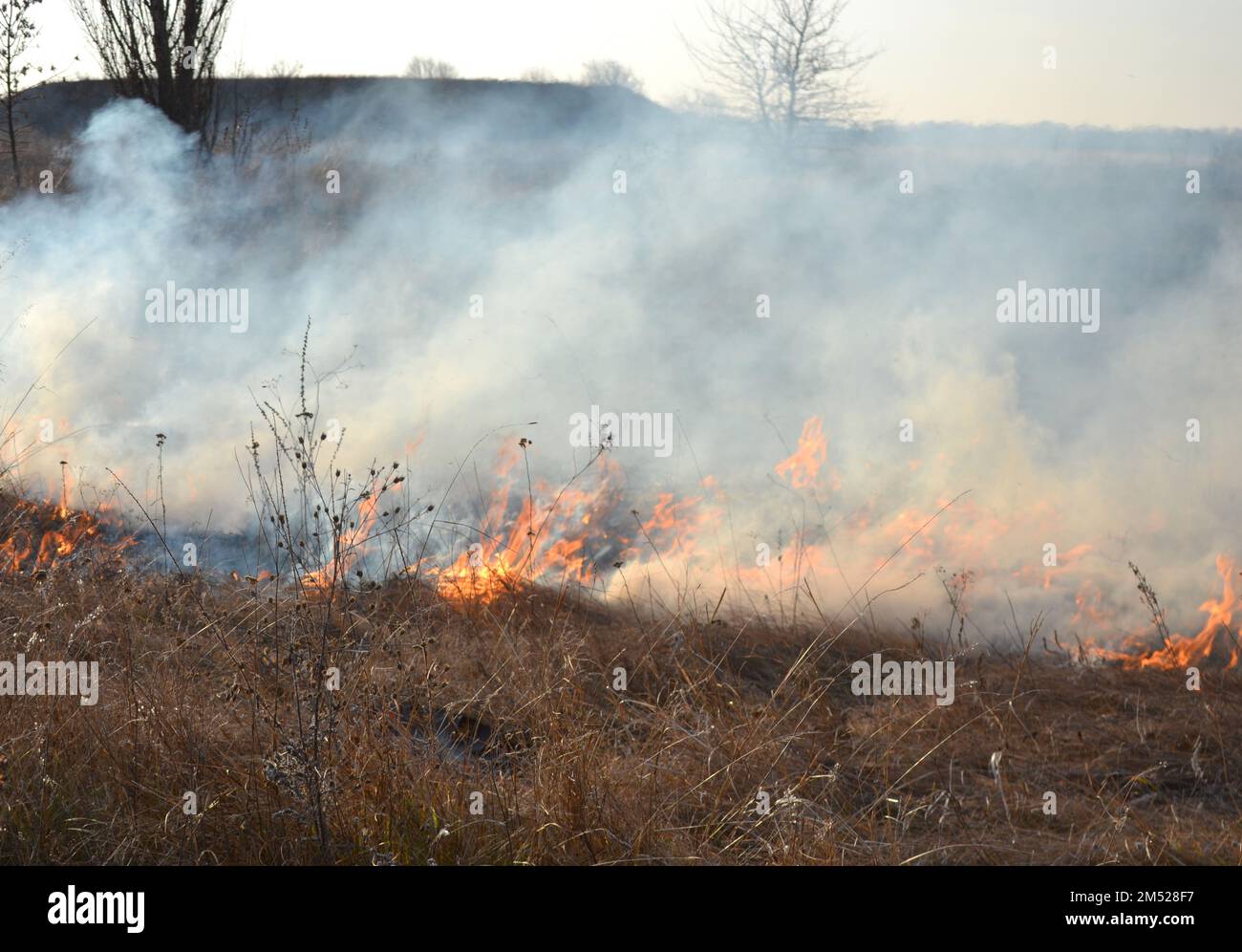 Dry grass burning on field during day close-up. Burning dry grass in ...
