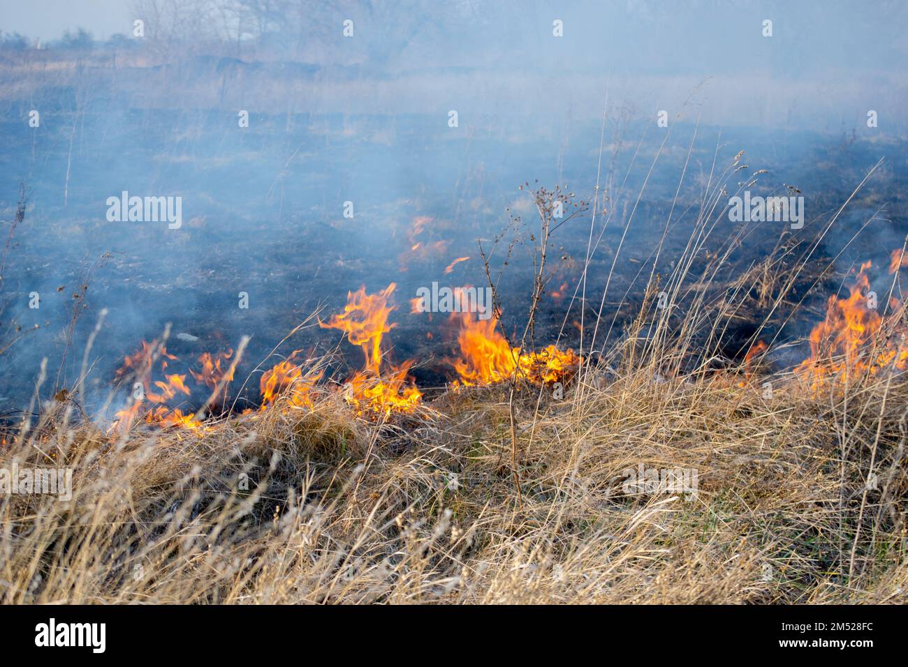 Dry grass burning on field during day close-up. Burning dry grass in ...
