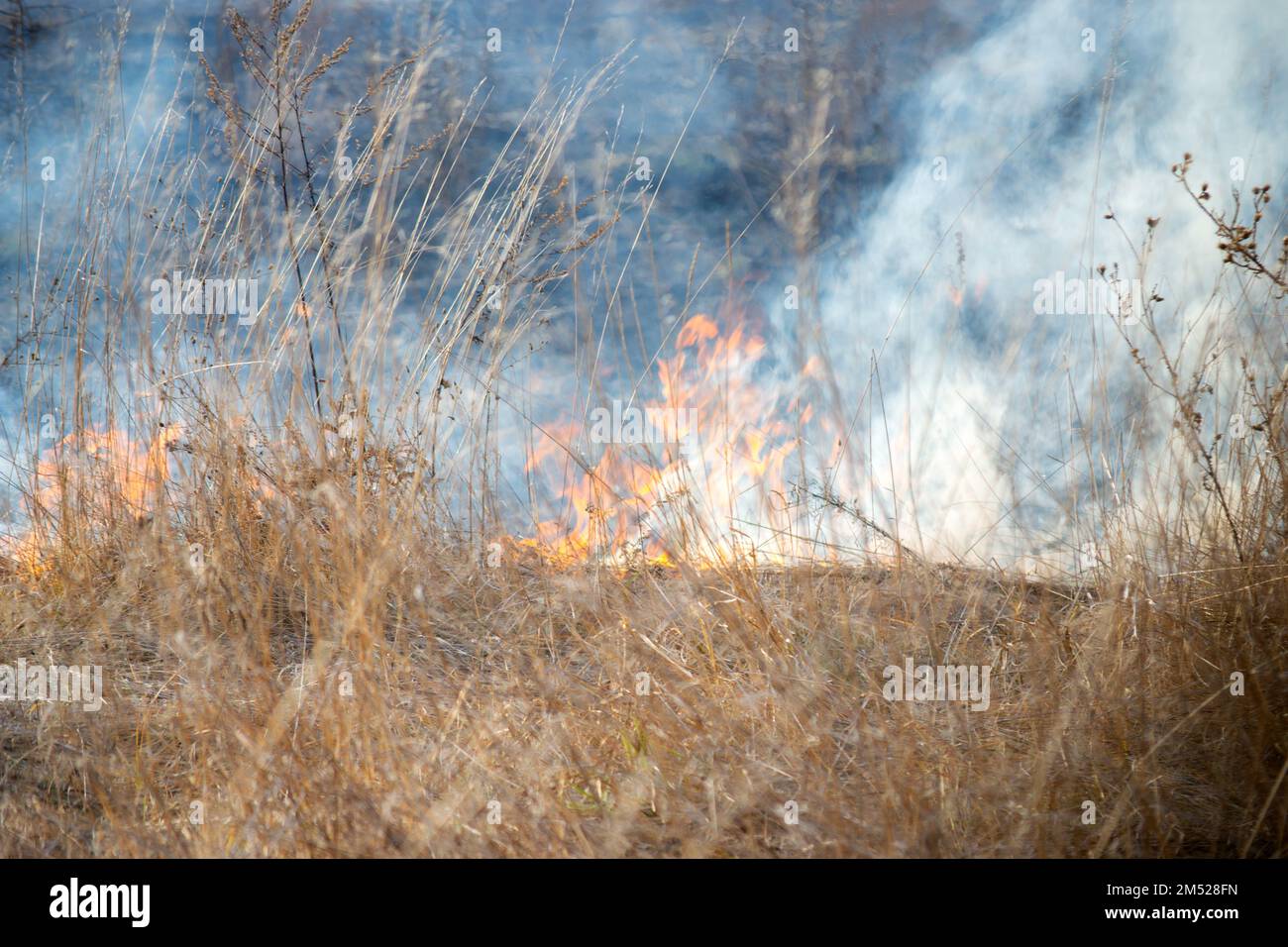 Dry grass burning on field during day close-up. Burning dry grass in ...