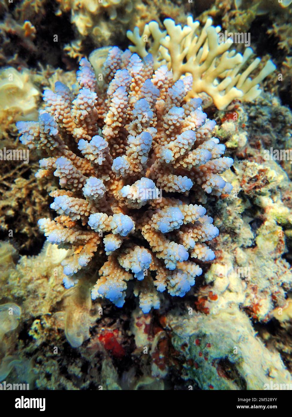 Scenes of Acropora SPS coral colony into the seawater Stock Photo - Alamy