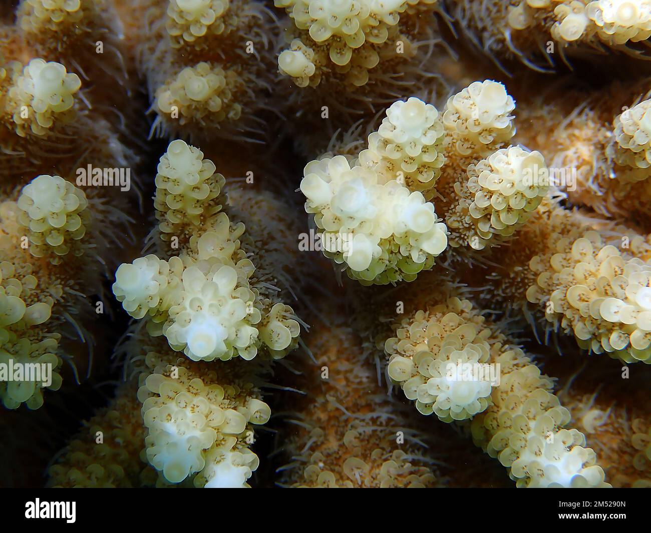 Underwater marine life acropora hi-res stock photography and images - Alamy