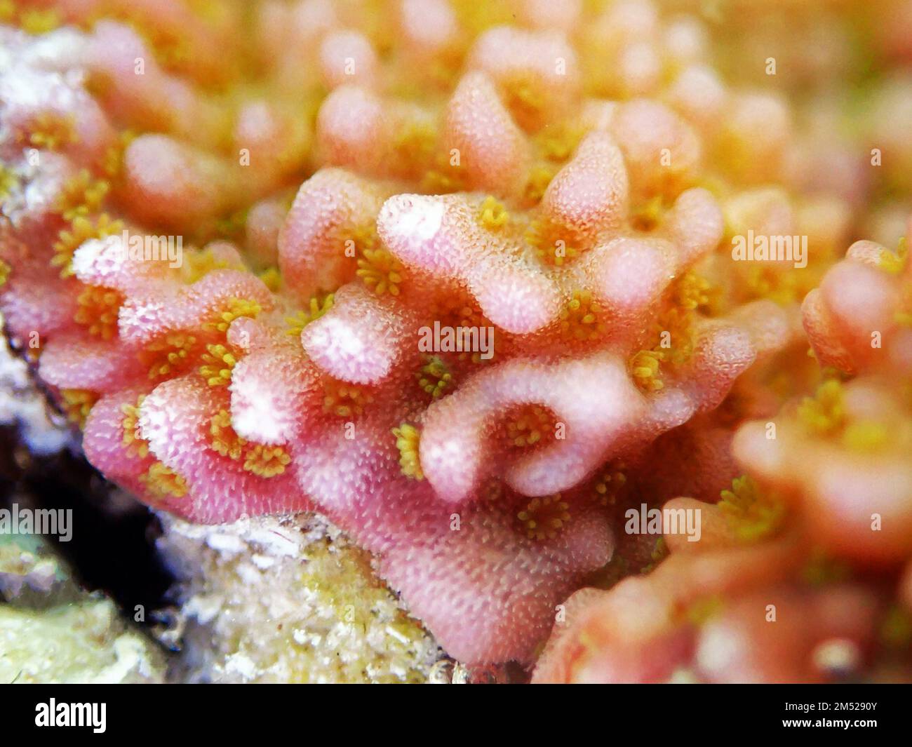Corales hi-res stock photography and images - Alamy