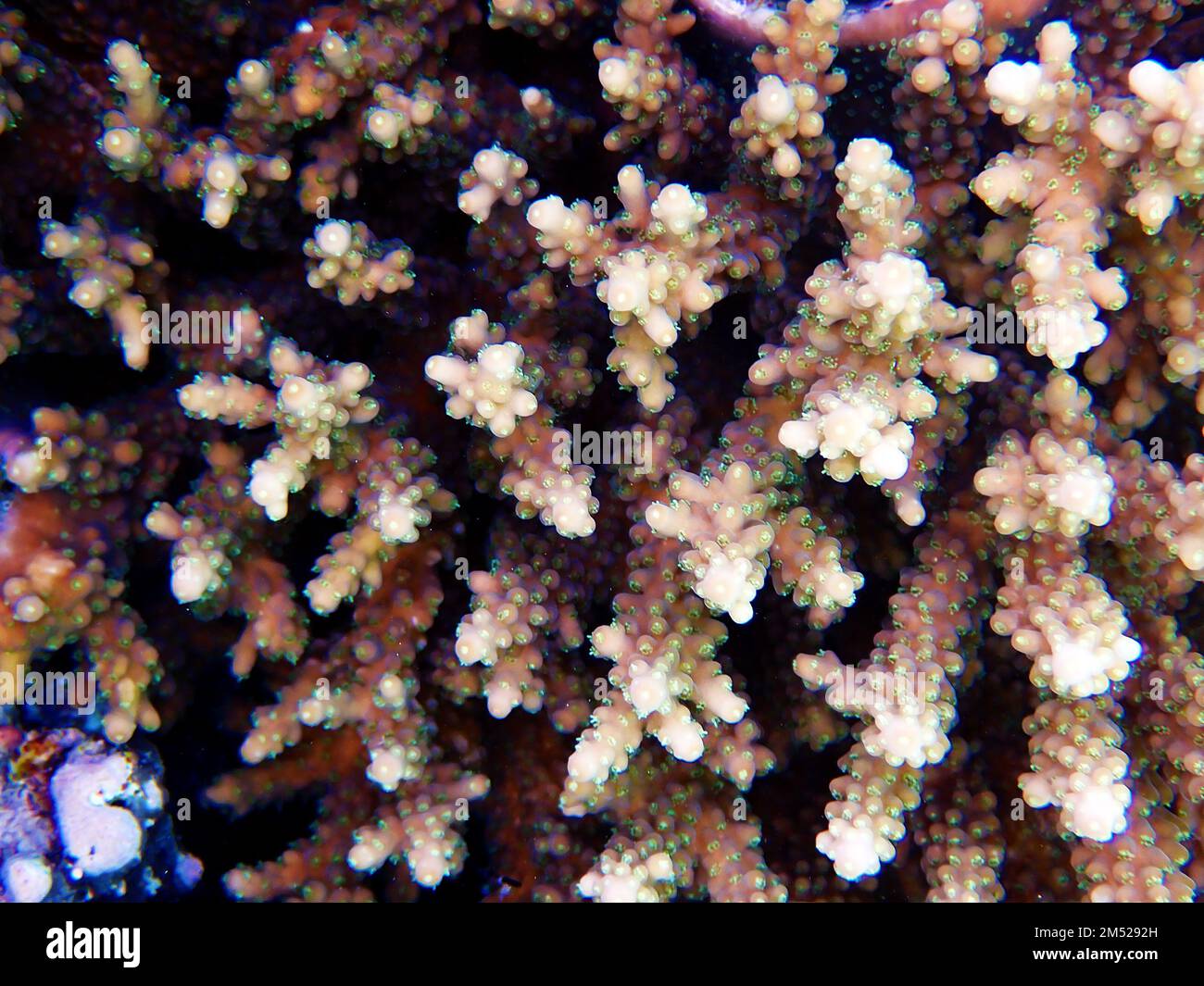Scenes of Acropora SPS coral colony into the seawater Stock Photo - Alamy